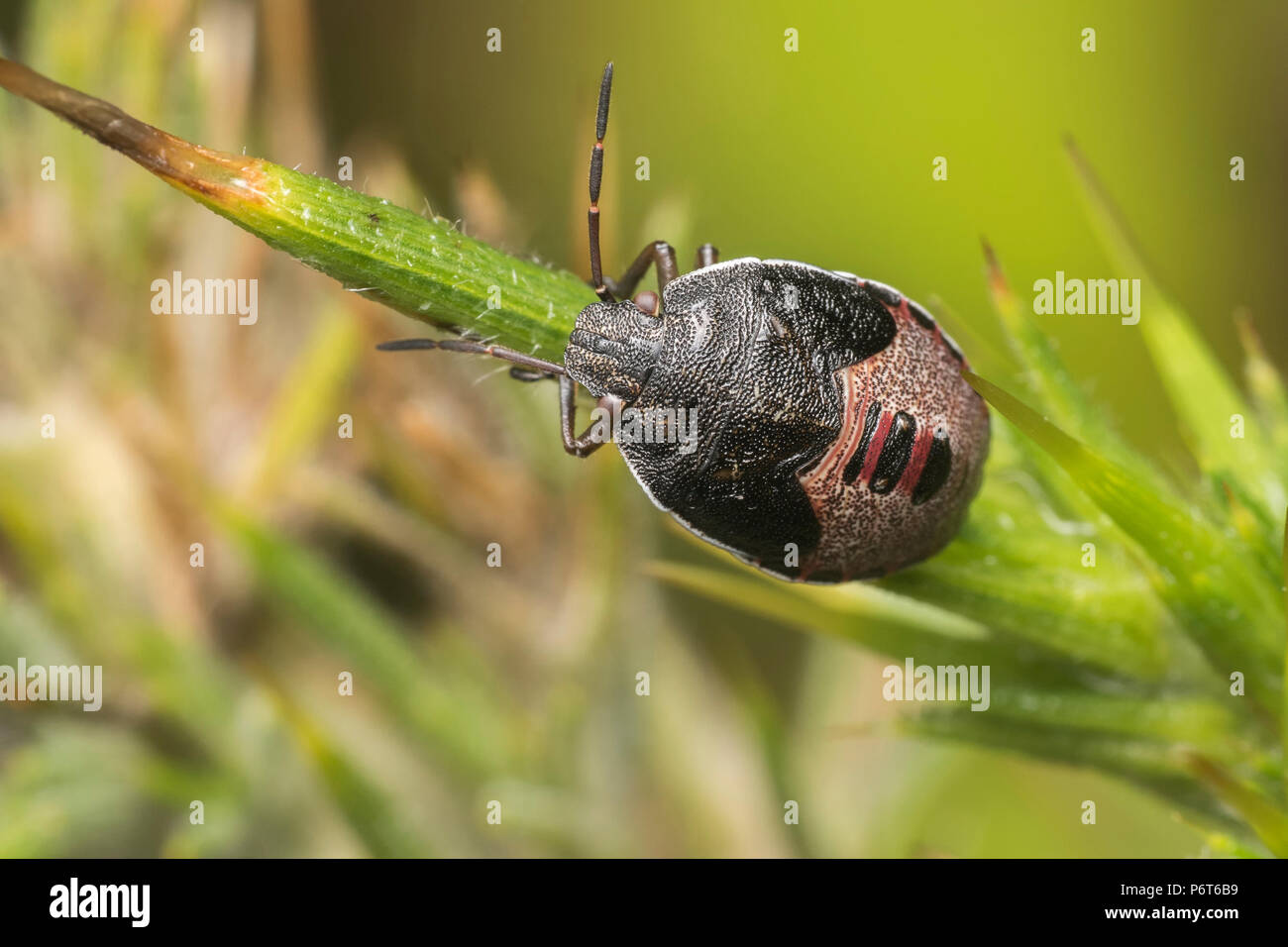 Gorse Shieldbug nymph (Piezodorus lituratus) resting on gorse bush ...