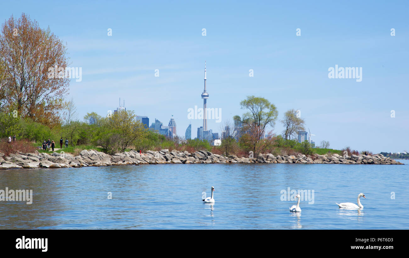 Toronto Skyline and swans swimming on Ontario Lake - Toronto, Ontario ...