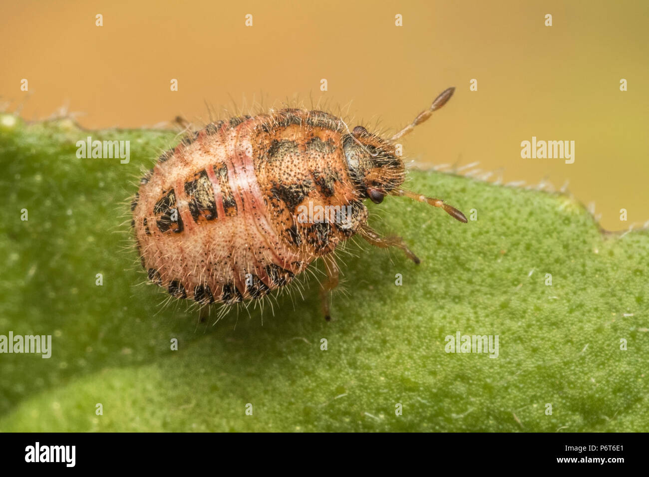Hairy shieldbug early instar nymph hi-res stock photography and images ...