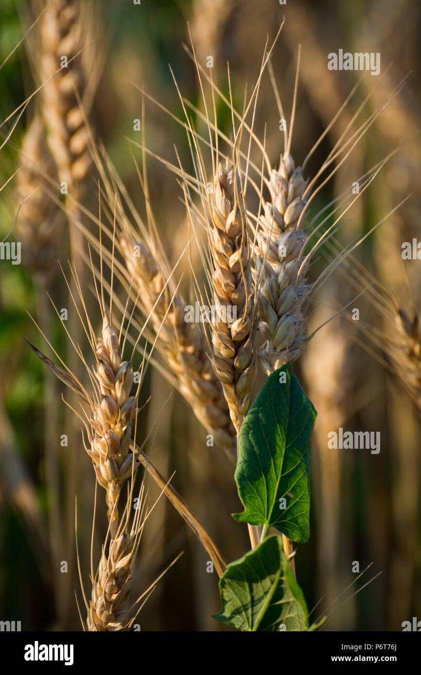 Triticale hi-res stock photography and images - Alamy