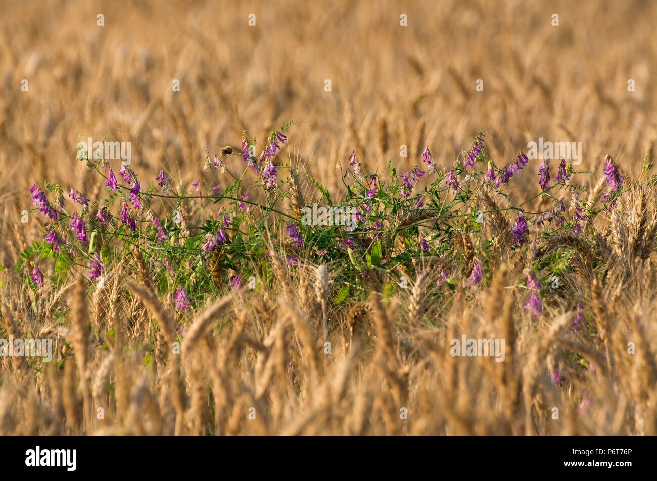 Bee farm hi-res stock photography and images - Alamy