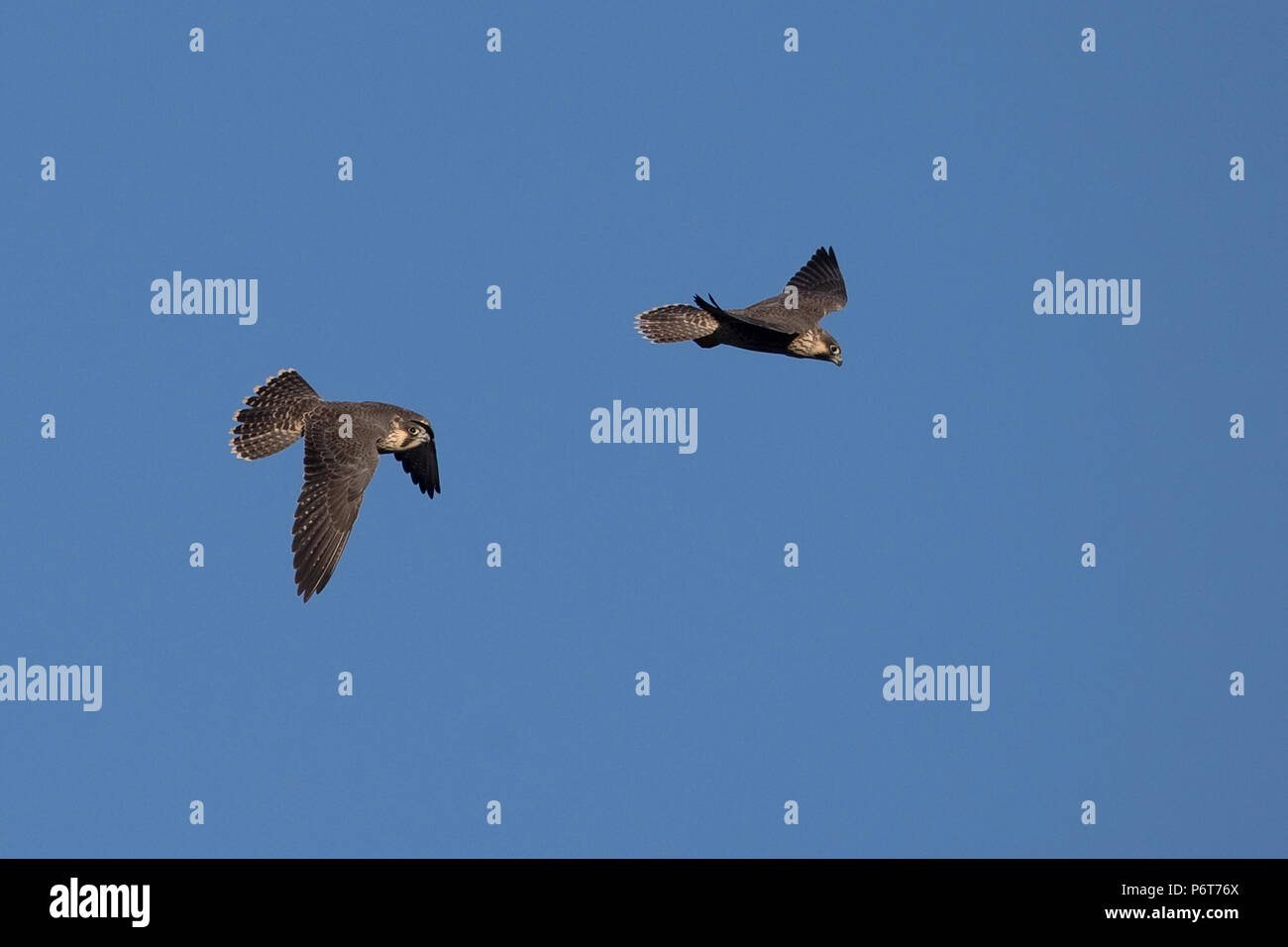 Peregrine Falcon (Falco peregrinus Stock Photo - Alamy