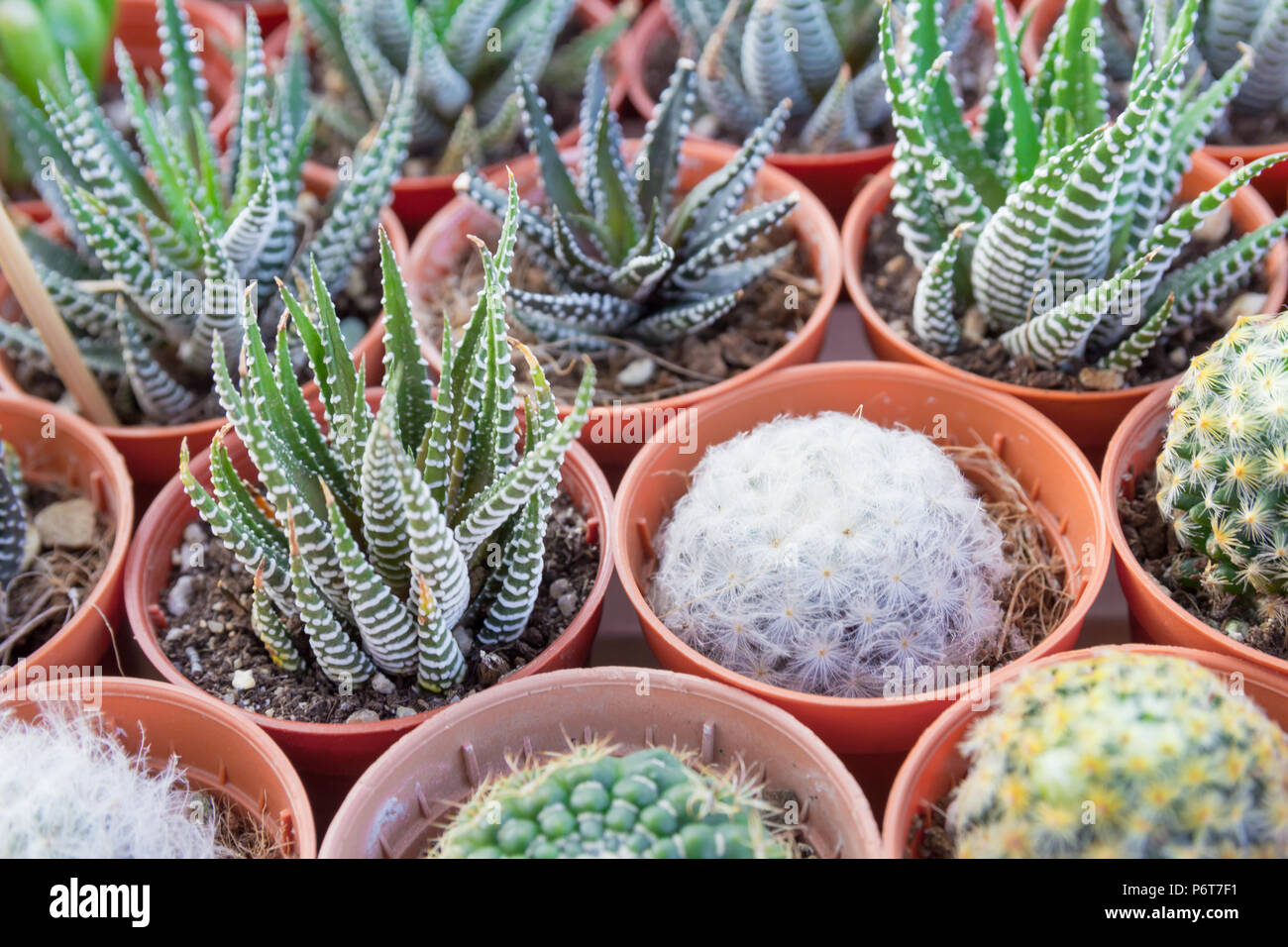 closeup small cactus plant in flower pots Stock Photo - Alamy