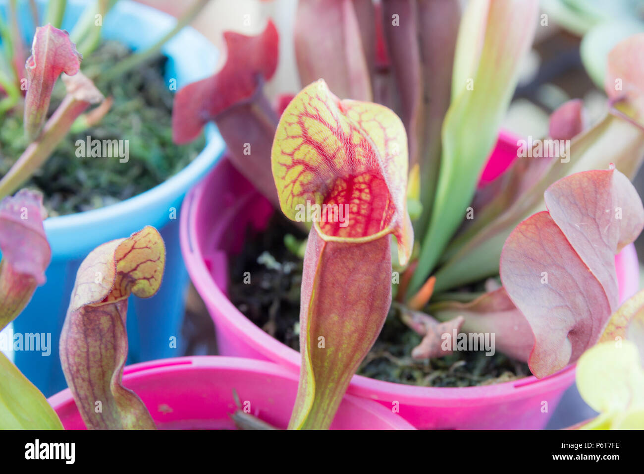 tropical pitcher plant with many flower cups Stock Photo - Alamy