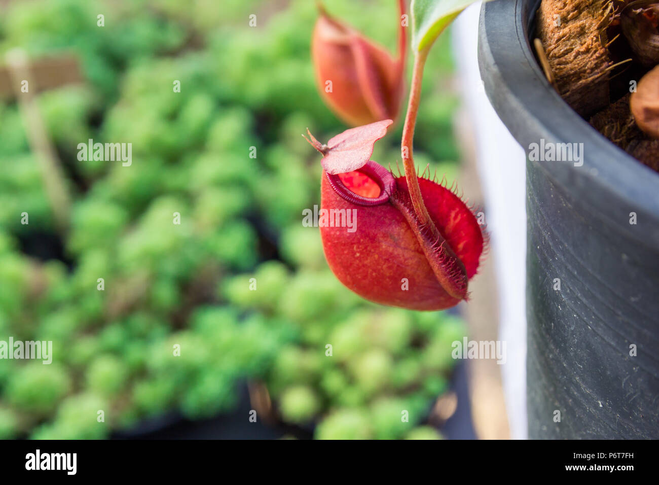 tropical pitcher plant with many flower cups Stock Photo - Alamy
