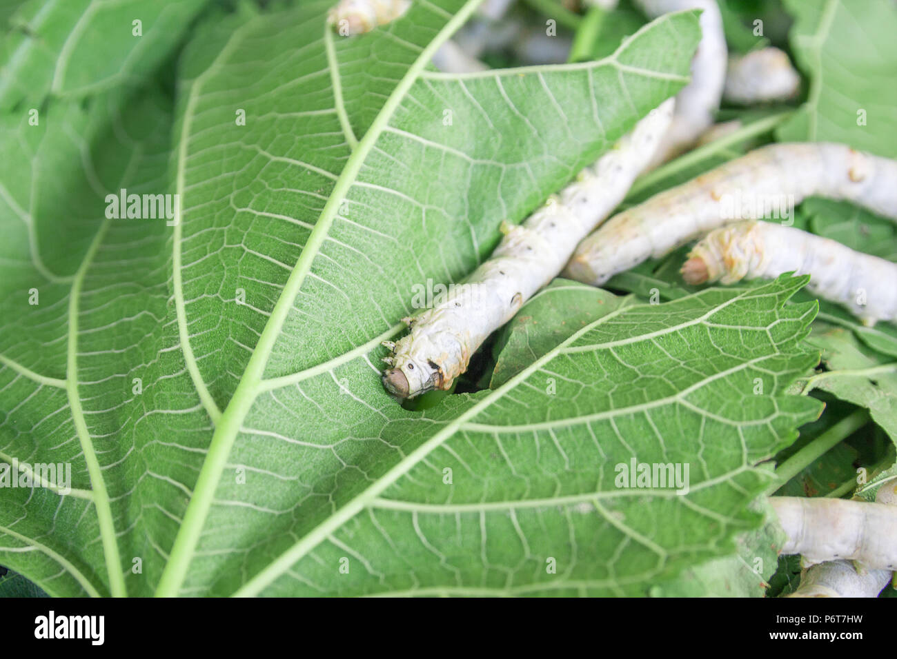 Mulberry silk worm hi-res stock photography and images - Alamy