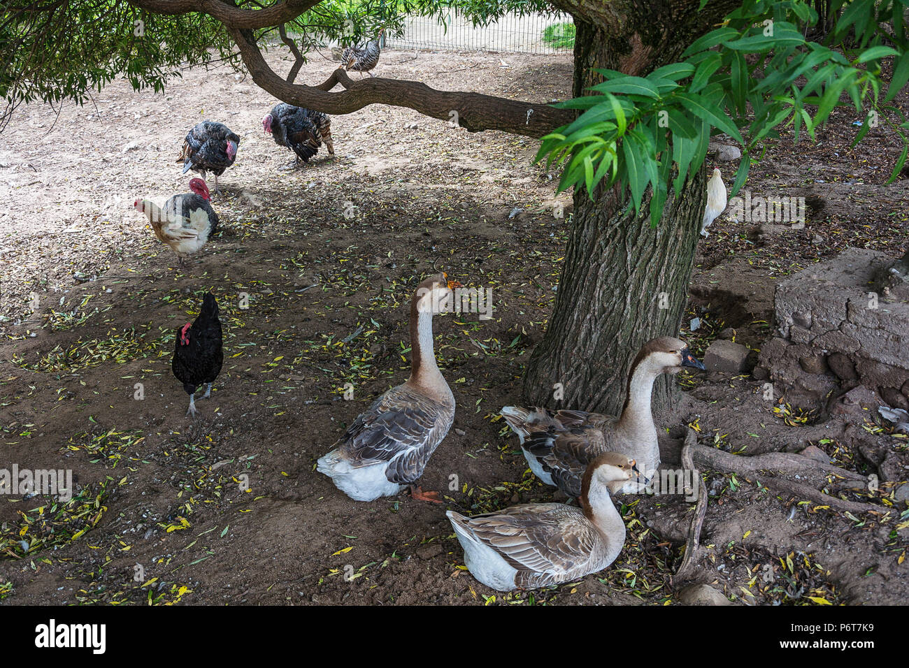 The farm. Poultry, geese, chickens and turkeys in the open-air cage ...