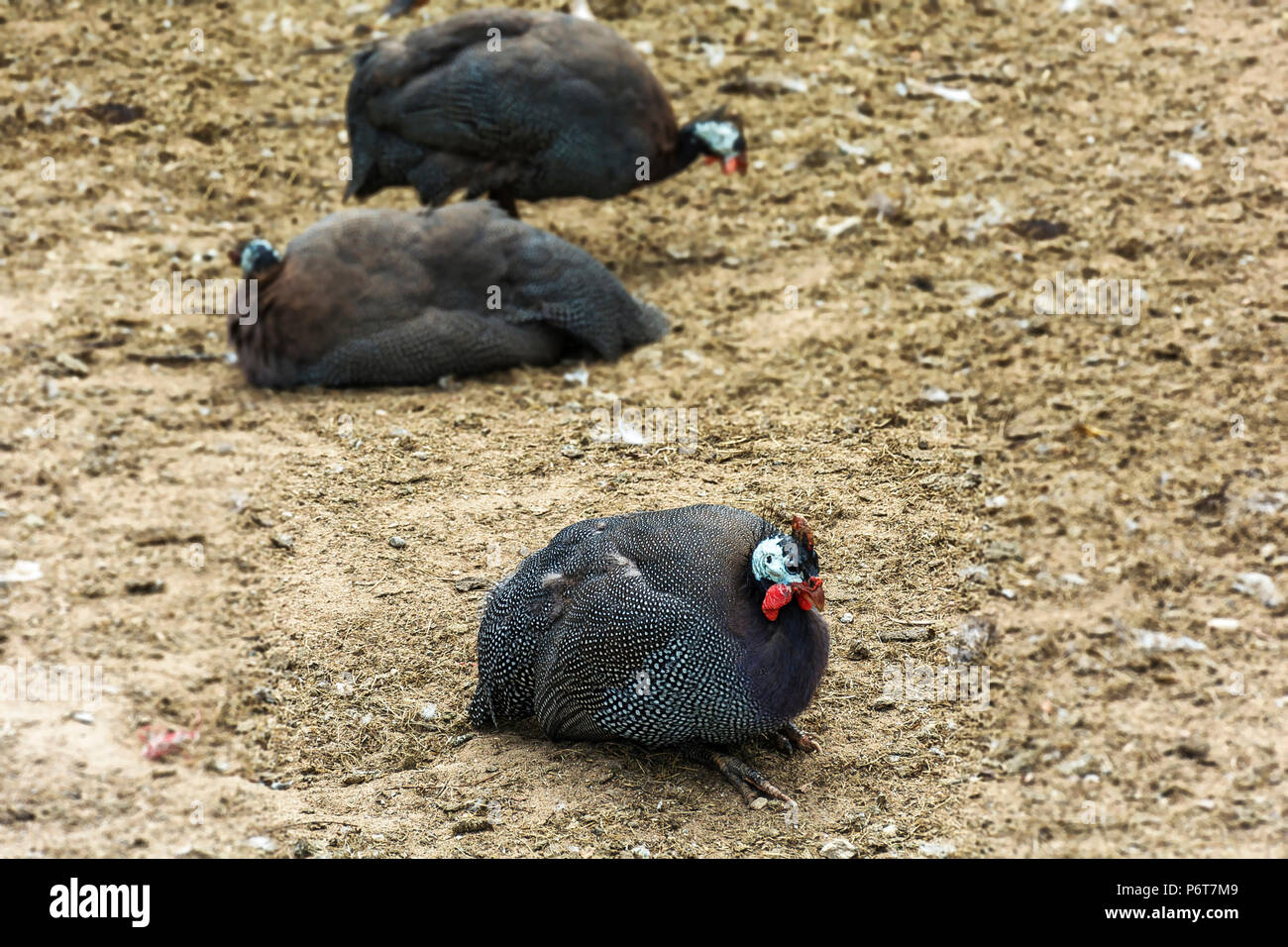 The farm. Turkey is sitting on the ground, close-up Stock Photo - Alamy
