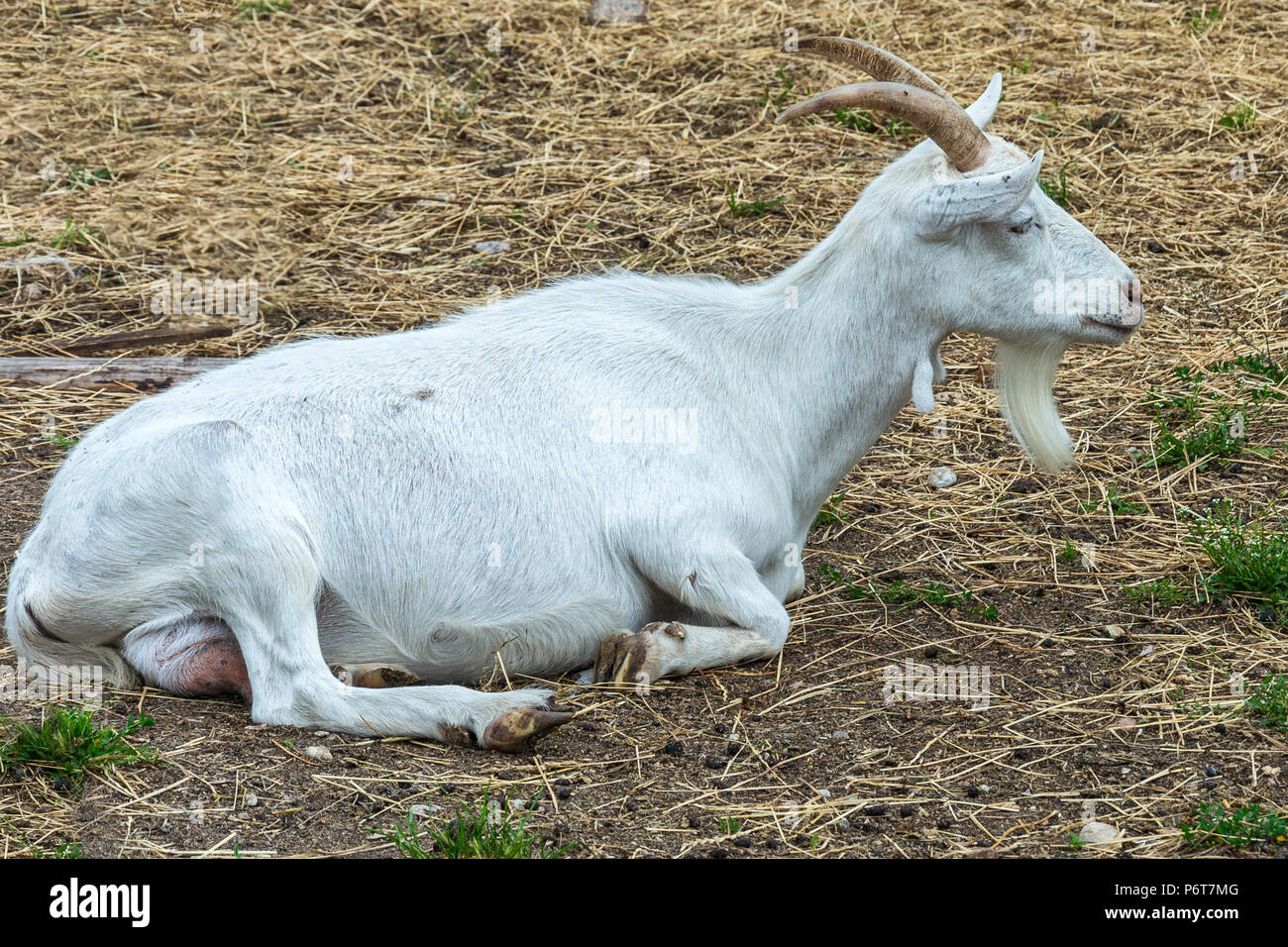 Pets. A domestic goat of light color lies on the ground and rests Stock ...