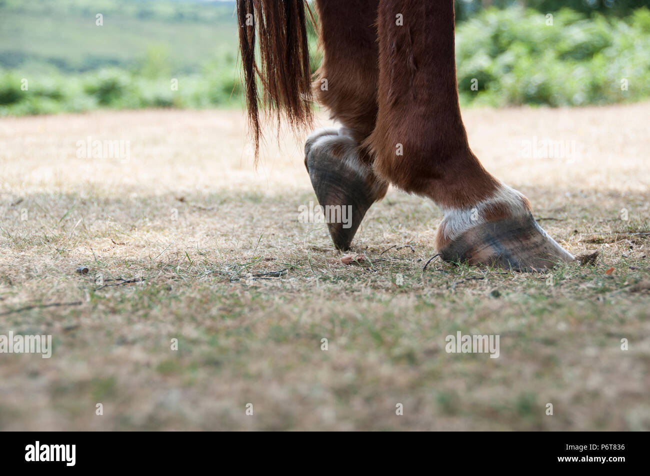 Close up shot of horses hoof Stock Photo - Alamy