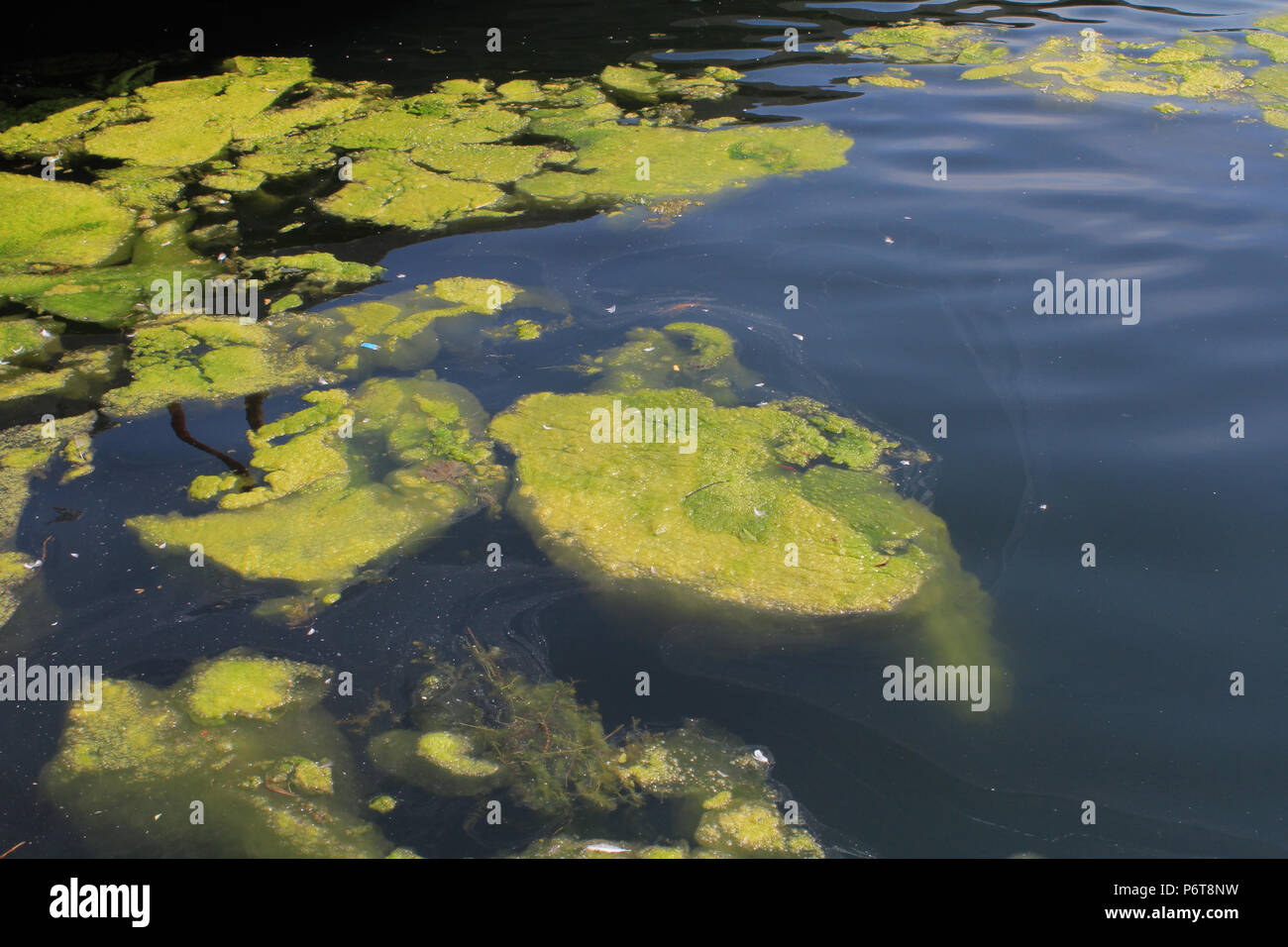 Algae bloom. Following a recent hot spell, green algae capable of fish ...