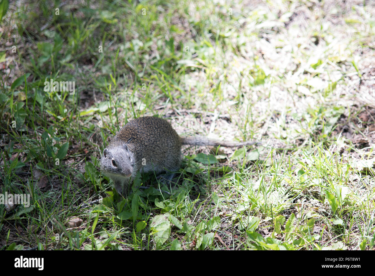 Inconspicuous animals hi-res stock photography and images - Alamy