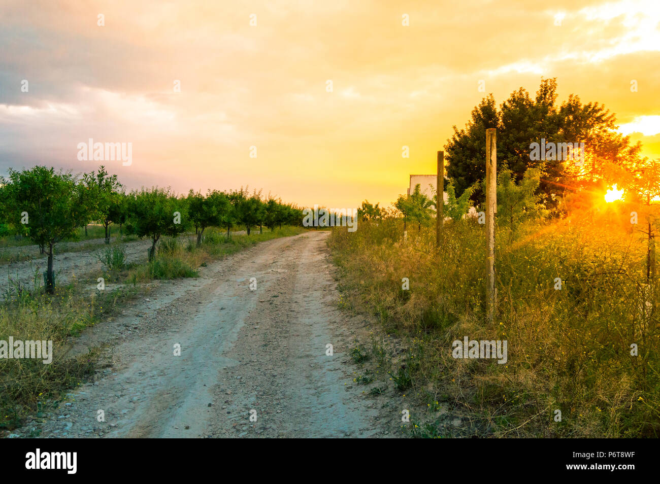 Sunbeams almond tree hi-res stock photography and images - Alamy