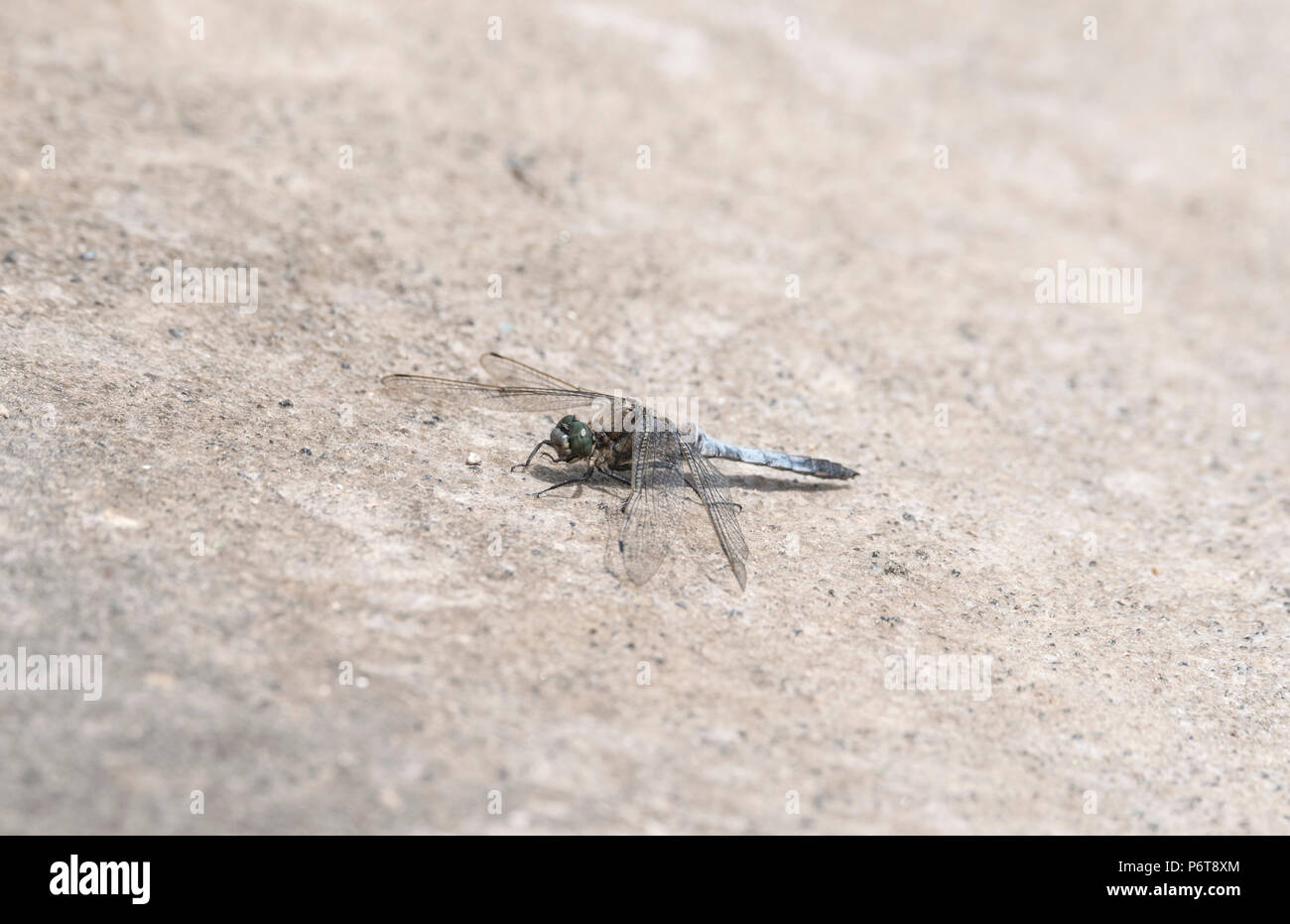 Resting male Black-tailed Skimmer (Orthetrum cancellatum Stock Photo ...