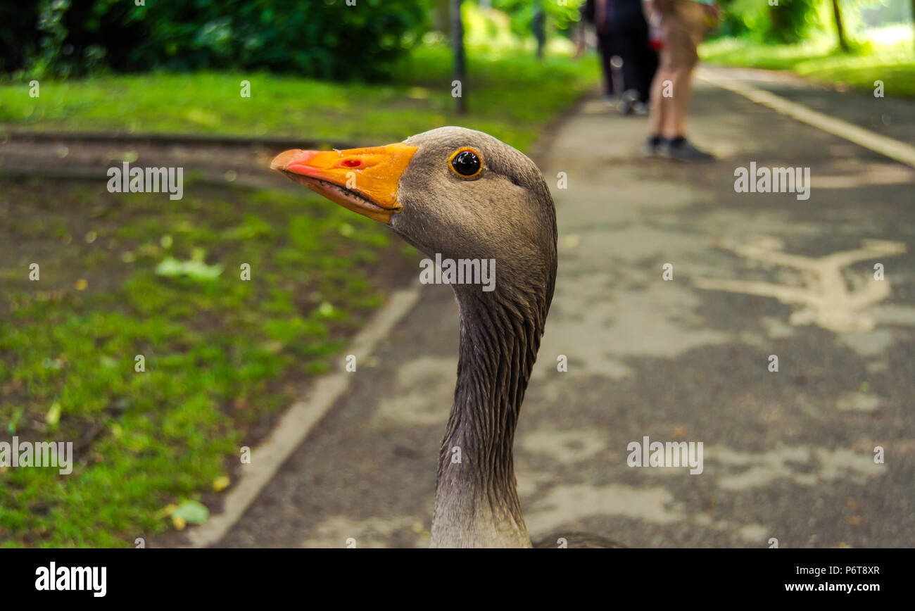 Funny profile portrait of a goose looking up. Close up with details ...