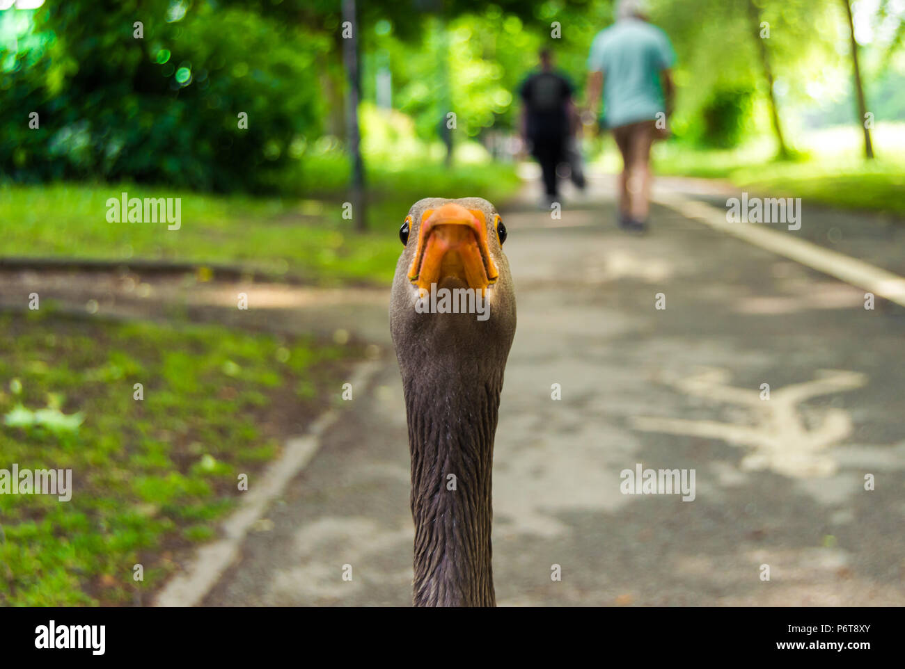 Funny portrait of a goose looking at camera in front. Close up with ...
