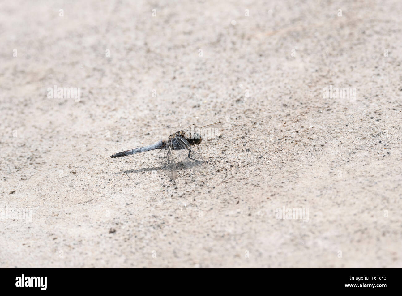 Resting male Black-tailed Skimmer (Orthetrum cancellatum Stock Photo ...