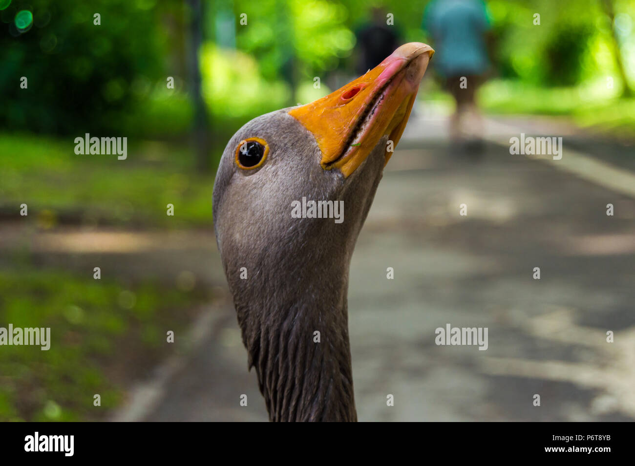 Funny profile portrait of a goose looking up. Close up with details ...