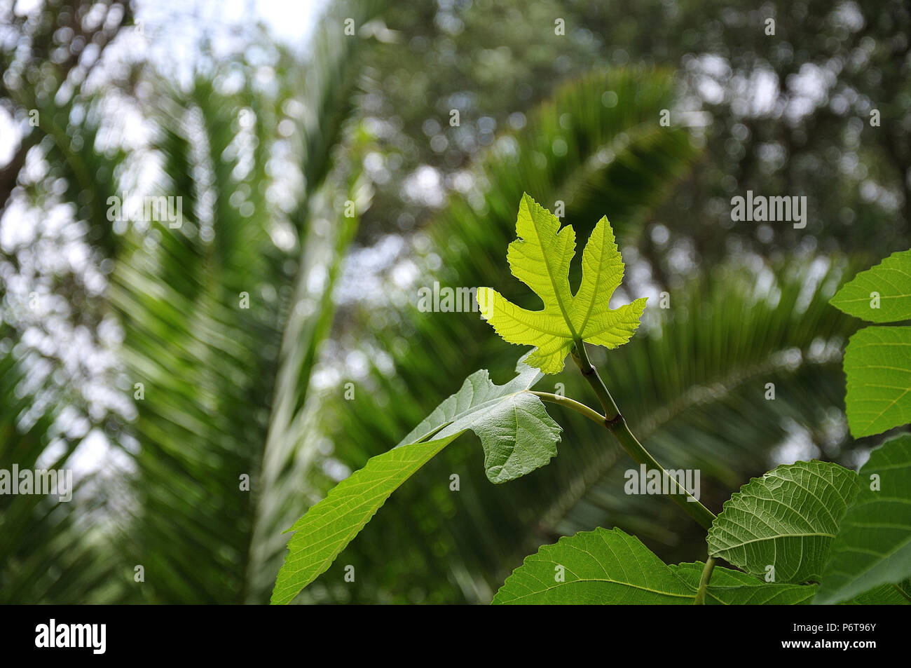 Fig leaf palm hi-res stock photography and images - Alamy