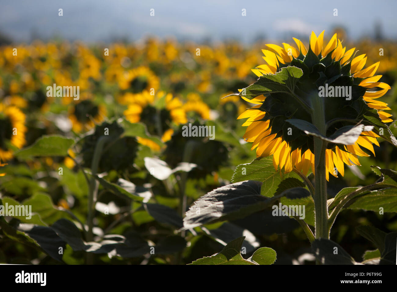 back of sunflower Stock Photo - Alamy