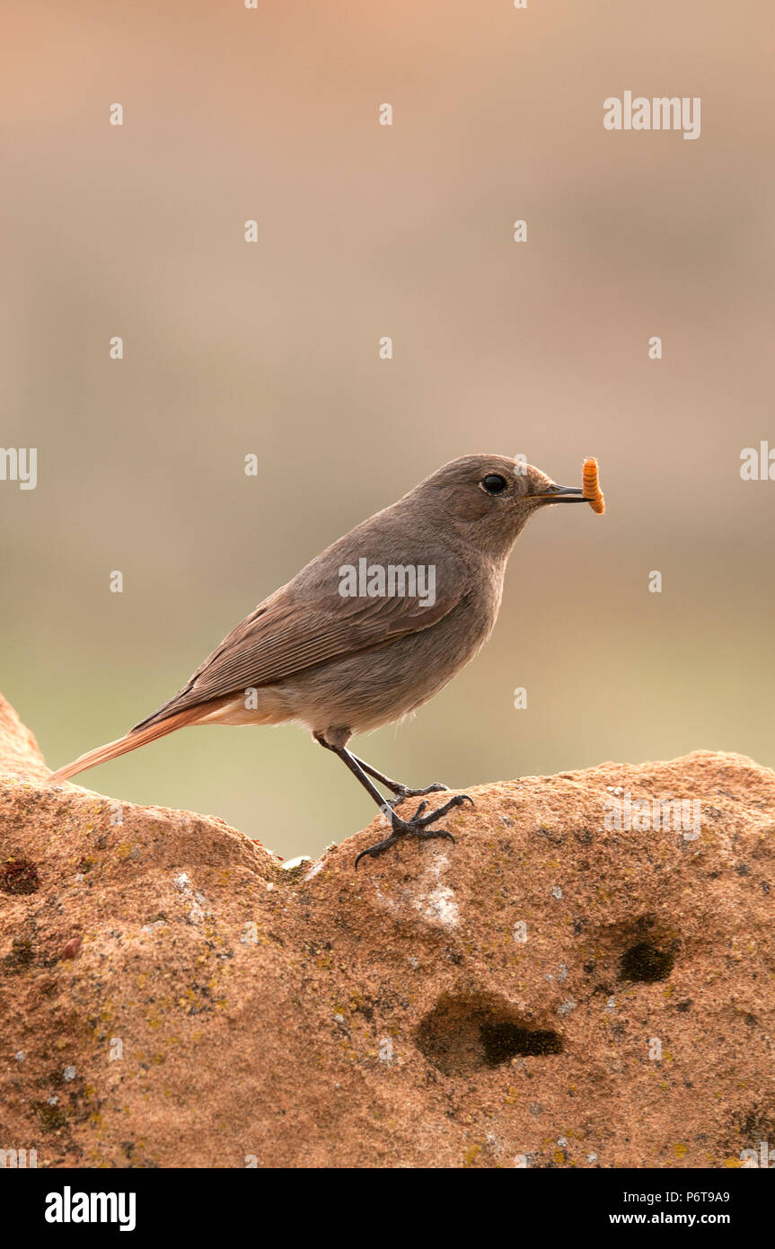 Black Redstart (Phoenicurus ochruros Stock Photo - Alamy