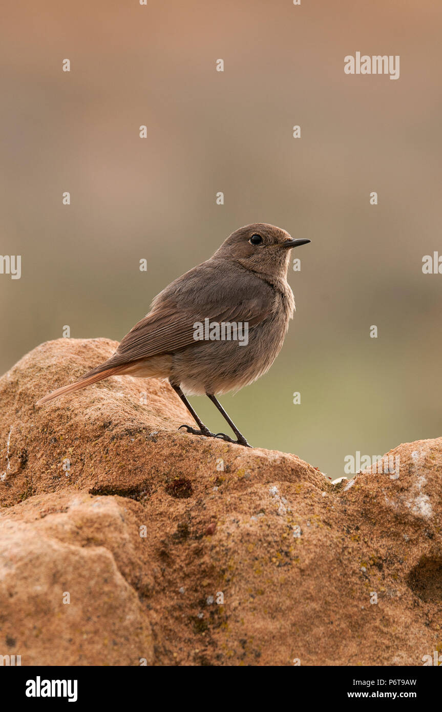 Black Redstart (Phoenicurus ochruros Stock Photo - Alamy