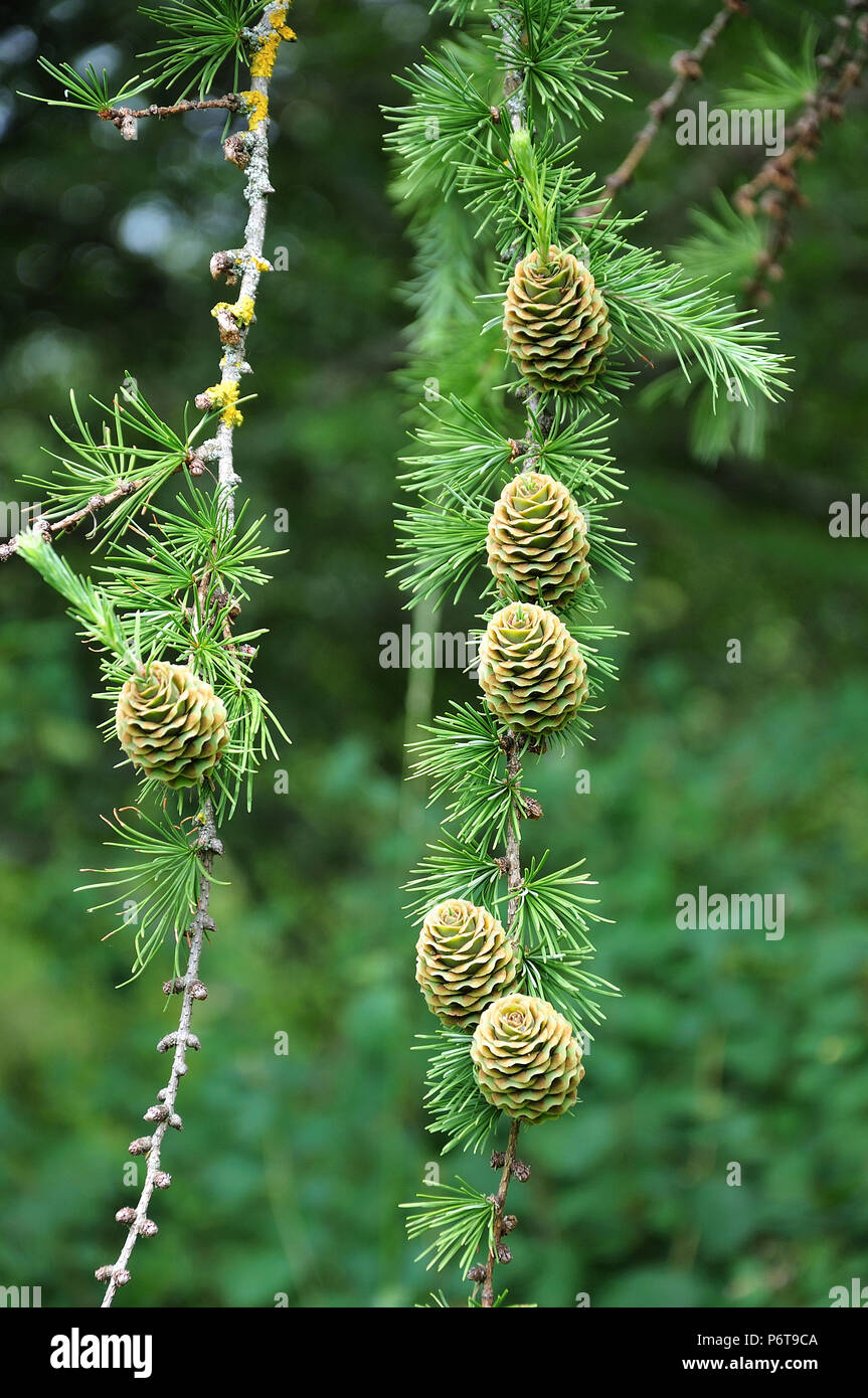 Larch twigs hi-res stock photography and images - Alamy