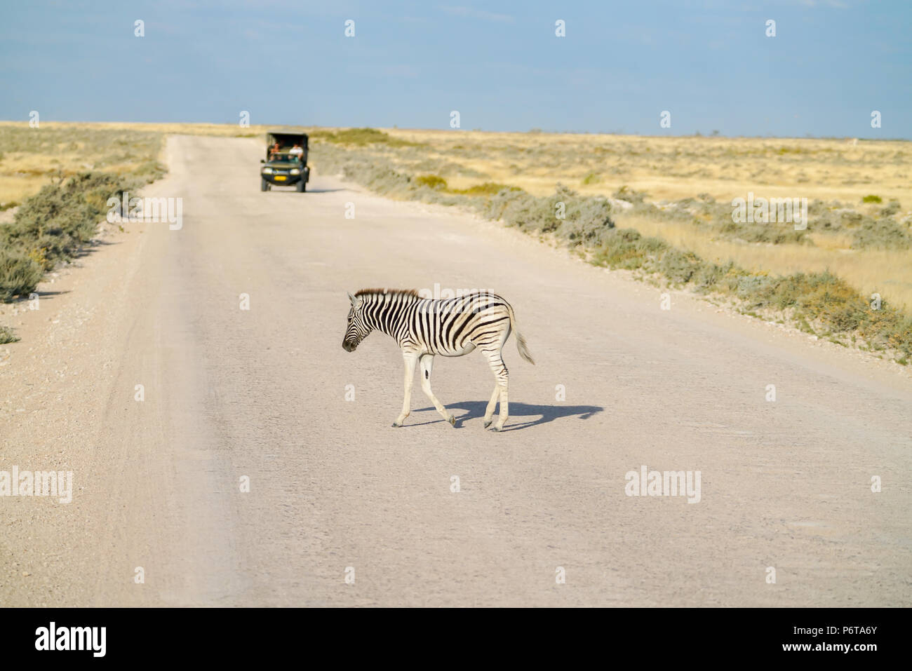 Zebra crossing road as vehicle approcahes in Etosha National Park ...
