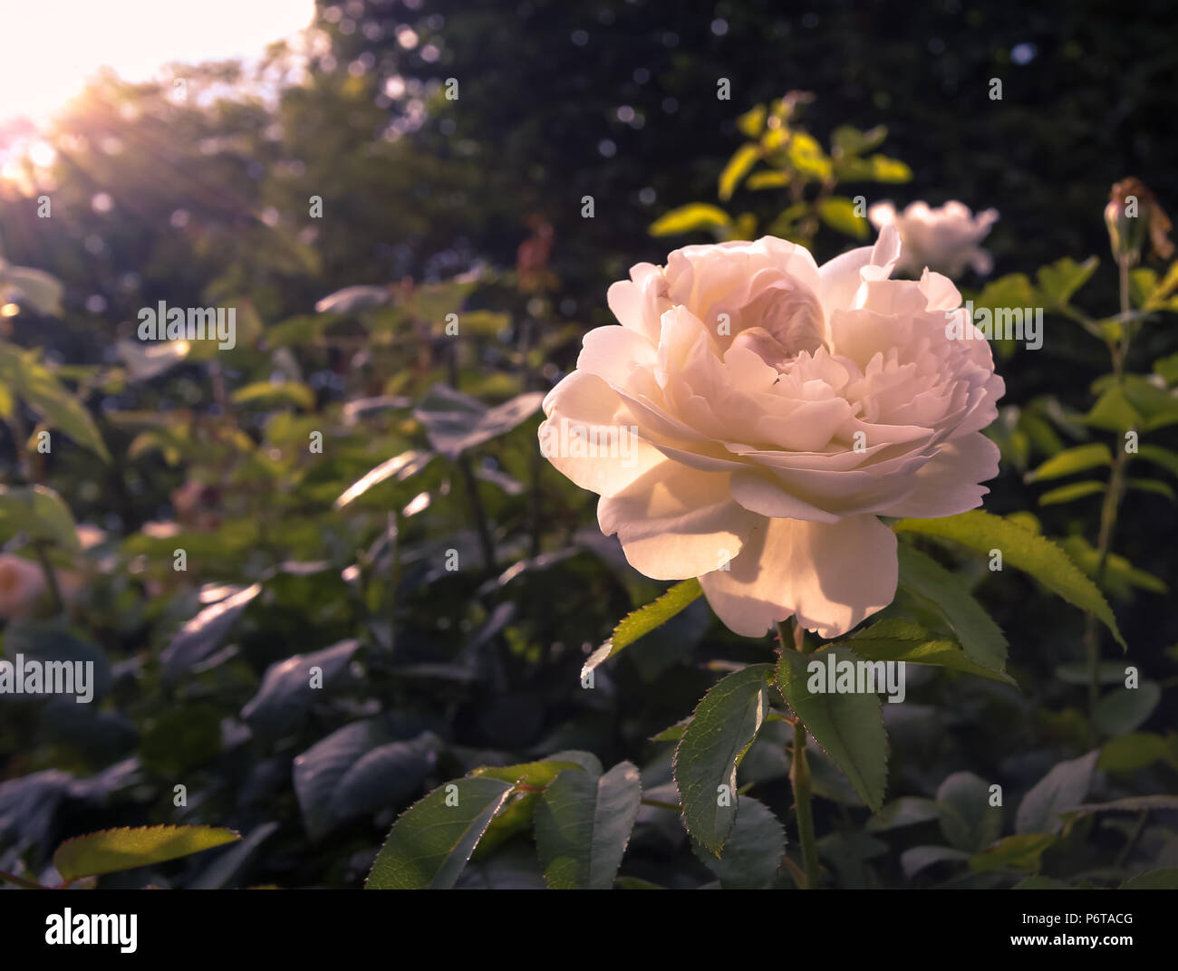 White rose in the garden of Vienna. Sunset Stock Photo - Alamy