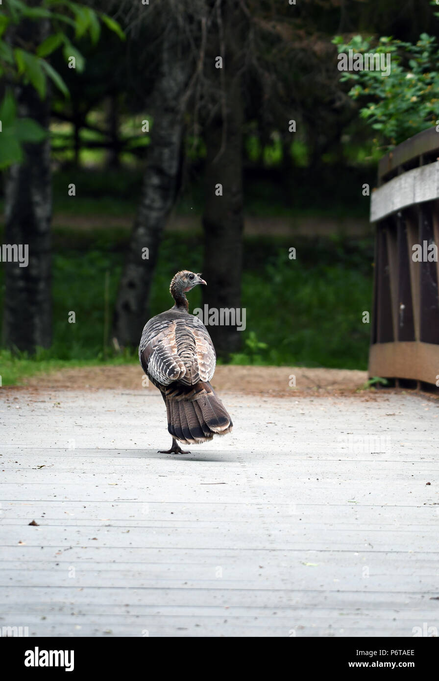 Wild Turkey female crosses bridge Stock Photo - Alamy