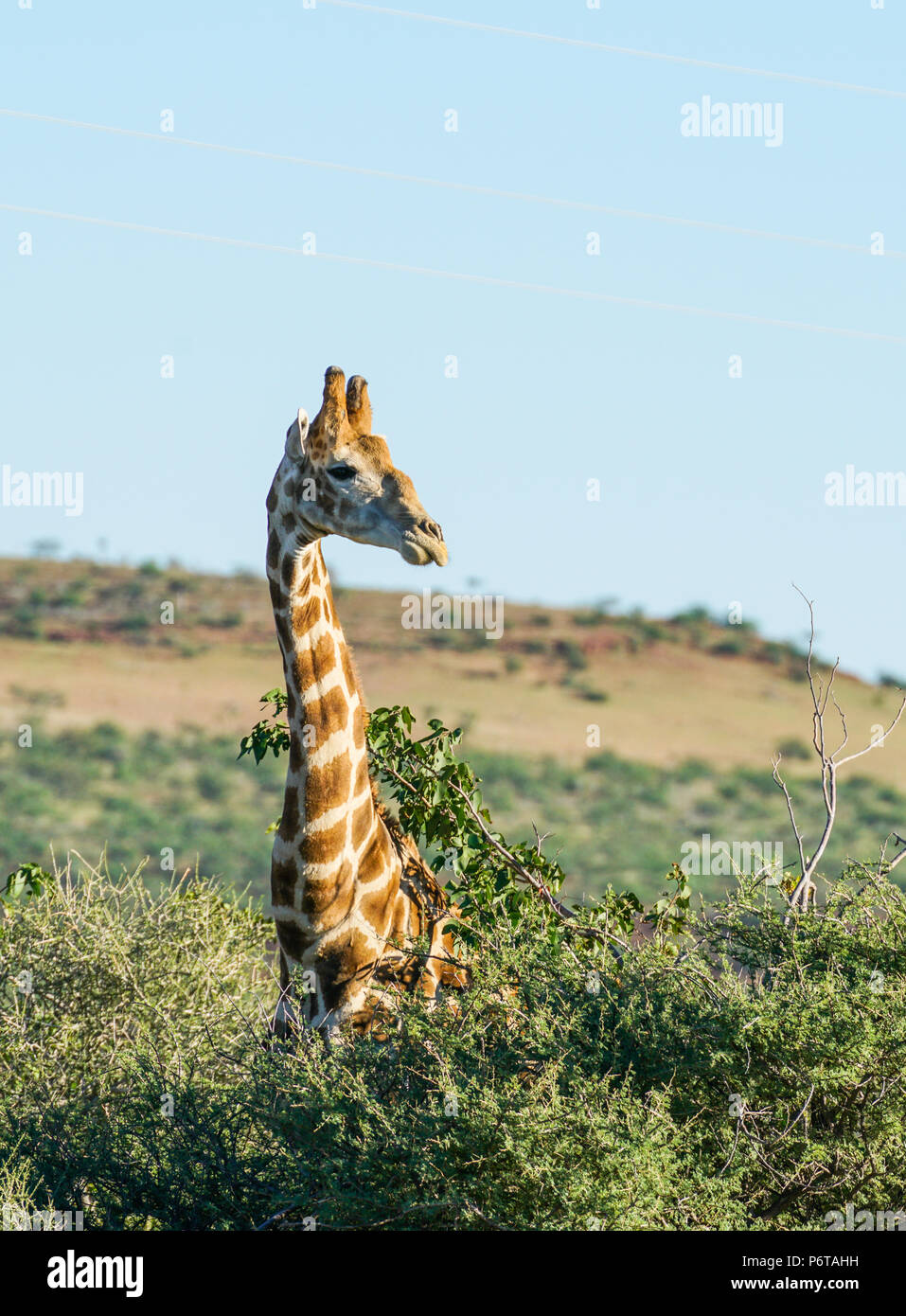 Giraffe stretches neck and head above trees.in Namibia Stock Photo - Alamy