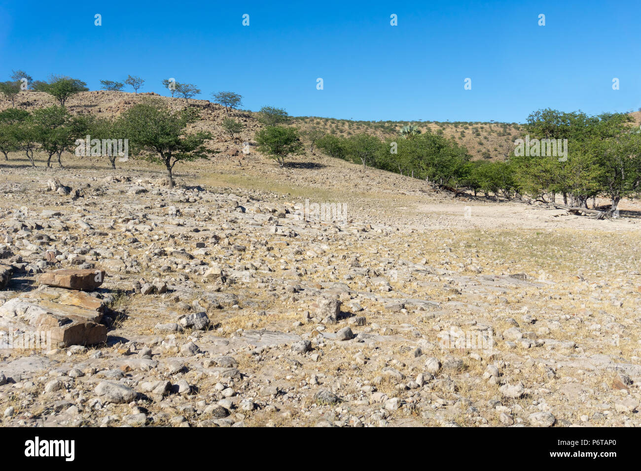 Mopani tree hi-res stock photography and images - Alamy