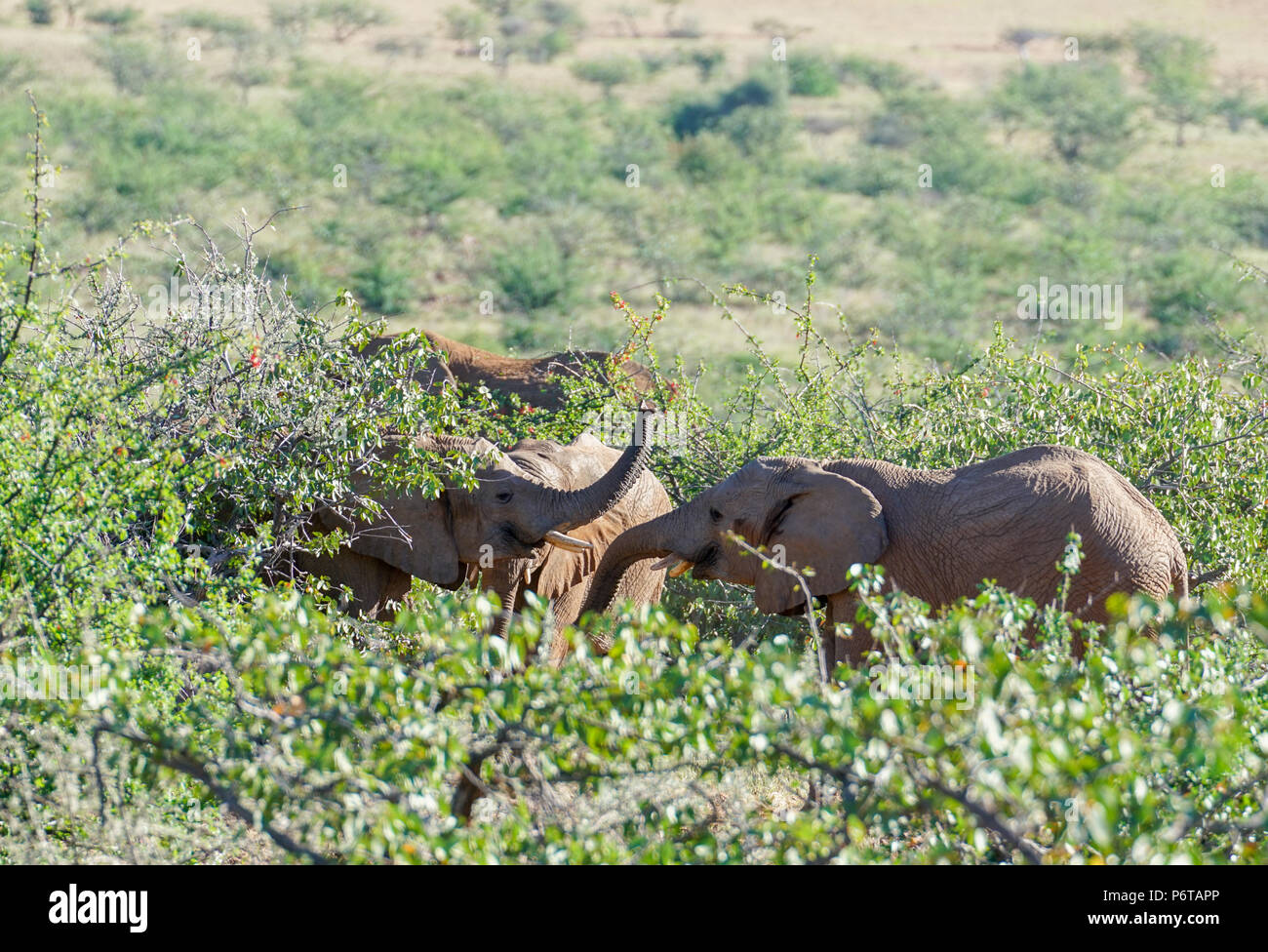 Deserted adapted elephants in bush in Torra Conservancy Namibia Stock ...