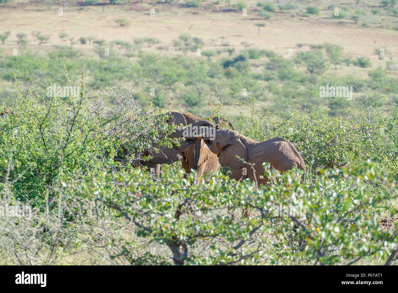 Deserted adapted elephants in bush in Torra Conservancy Namibia Stock ...