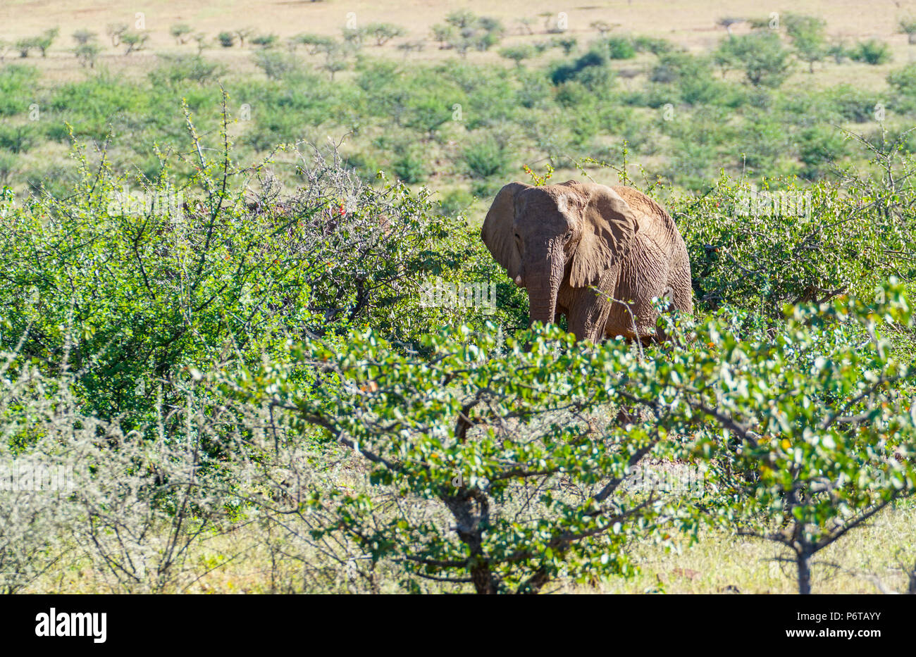 Deserted adapted elephants in bush in Torra Conservancy Namibia Stock ...