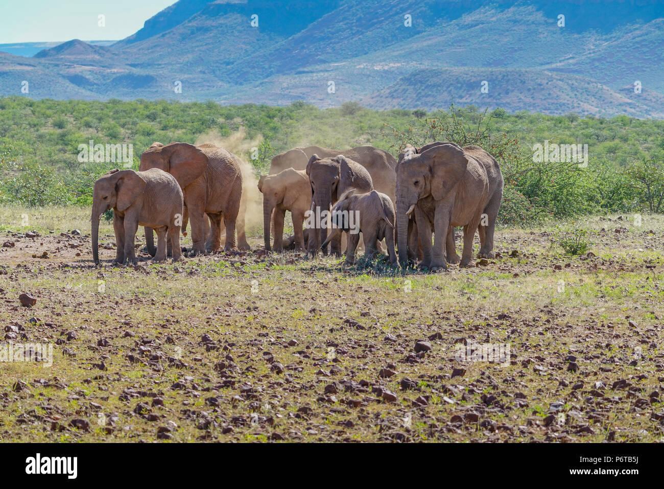 Family gathering deserted adapted elephants puffing red dust over ...