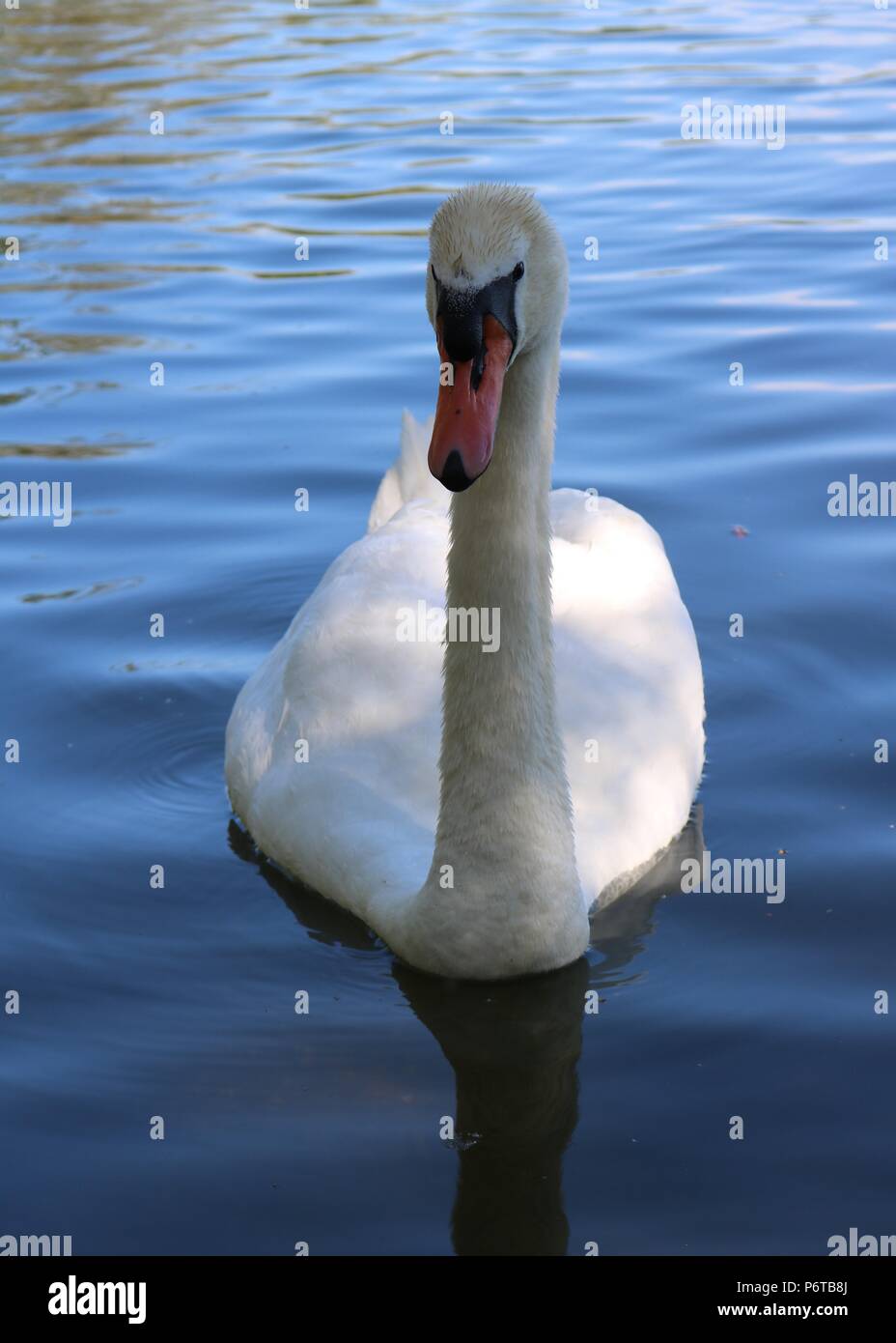 Leybourne Lakes High Resolution Stock Photography and Images - Alamy