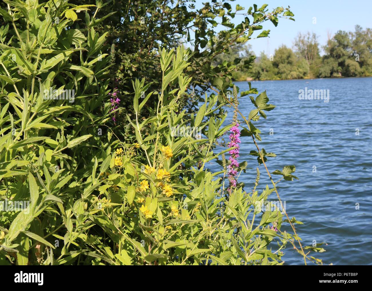 Waterside flowers hi-res stock photography and images - Alamy