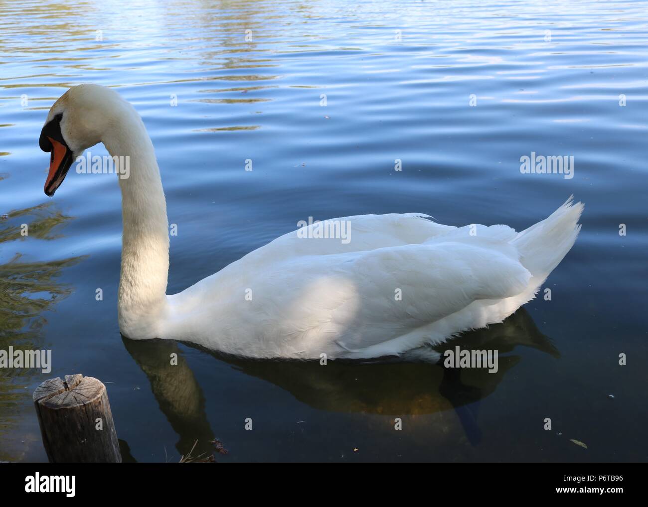 Leybourne lakes hi-res stock photography and images - Alamy