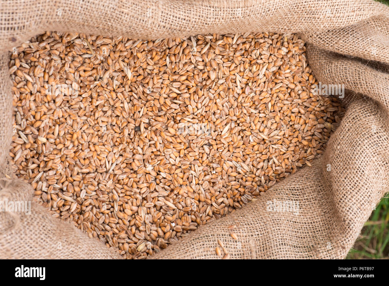 Sack of wheat at Camrose Vintage Working Day Camrose Haverfordwest ...