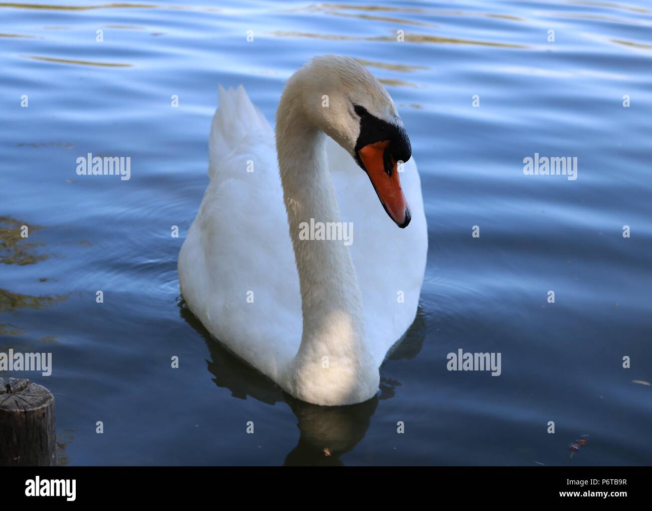 Leybourne lakes hi-res stock photography and images - Alamy