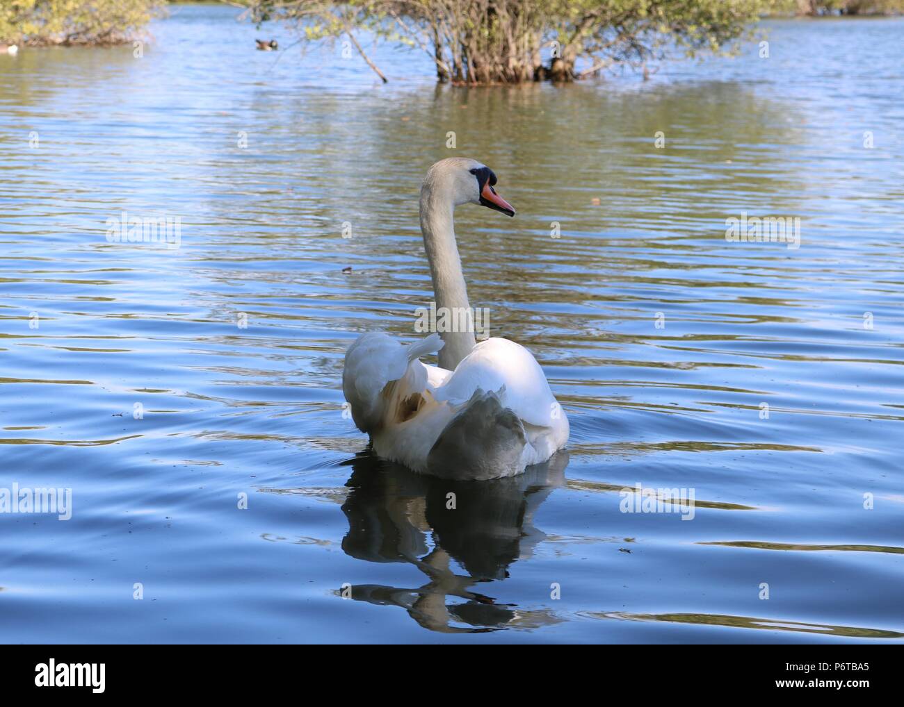 Leybourne lakes hi-res stock photography and images - Alamy