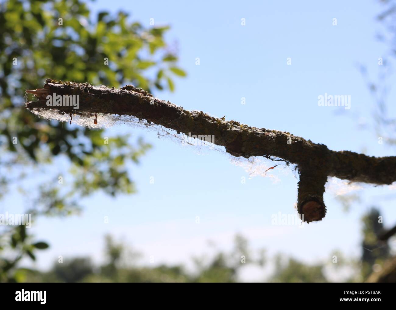 Cobwebs on a tree hi-res stock photography and images - Alamy