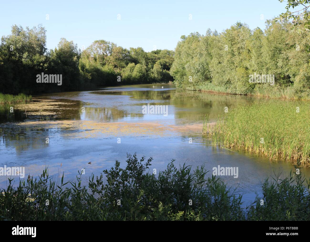 Leybourne lakes hi-res stock photography and images - Alamy