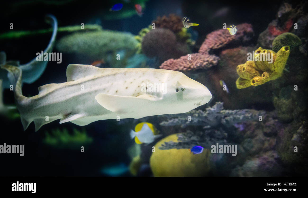 Zebra Shark swimming image Stock Photo - Alamy