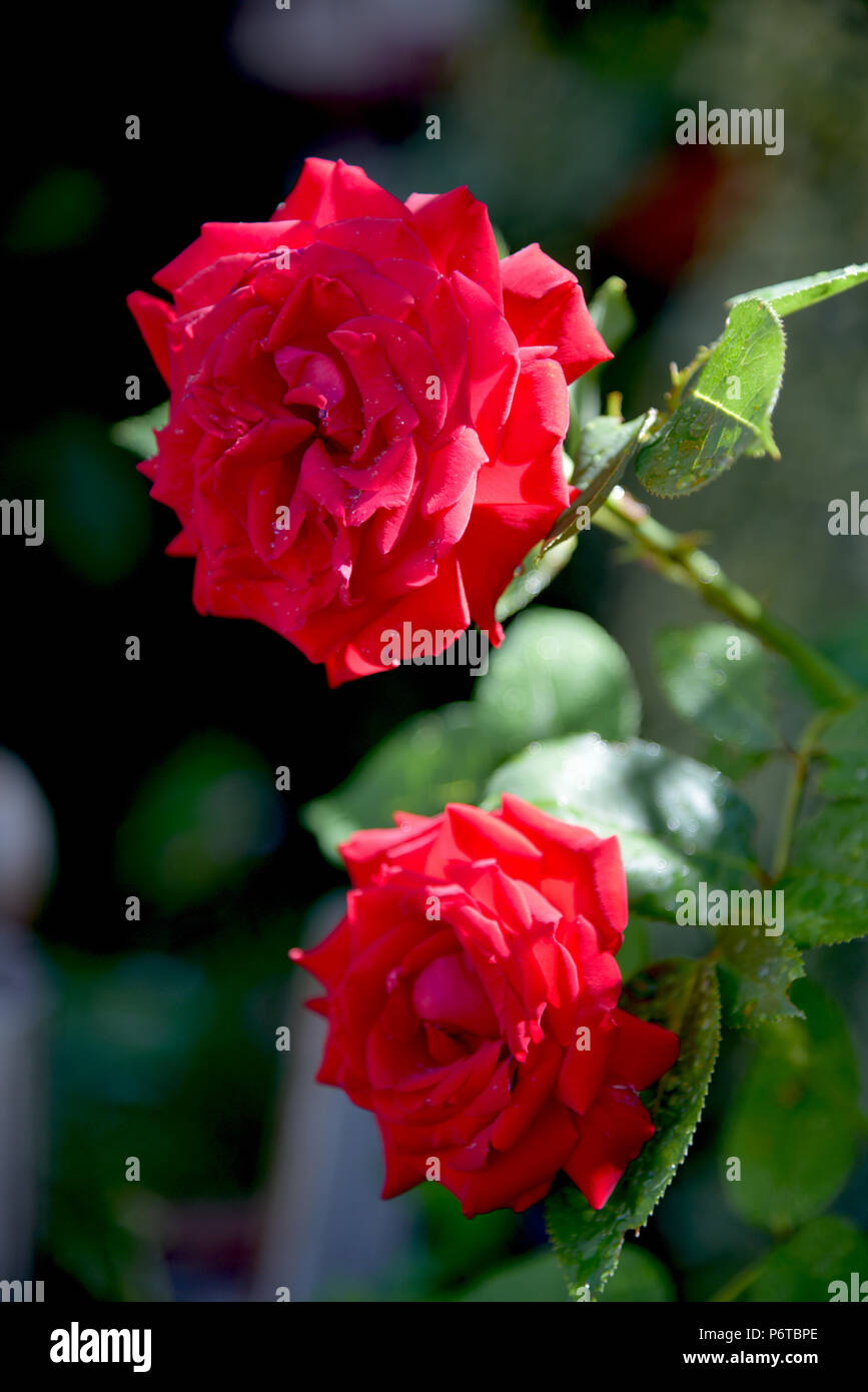 Two red roses floral hi-res stock photography and images - Alamy