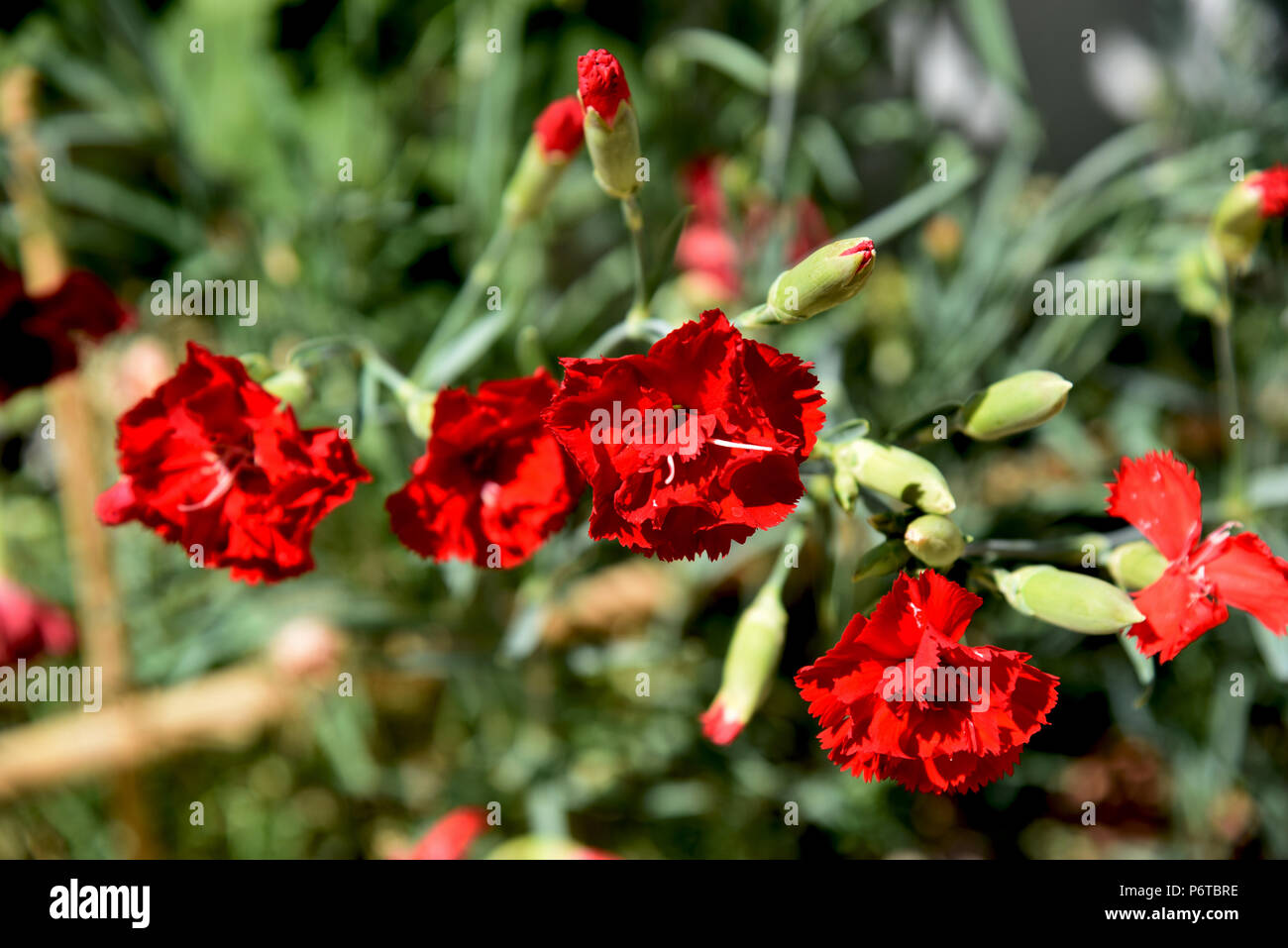 red carnations at garden Stock Photo - Alamy