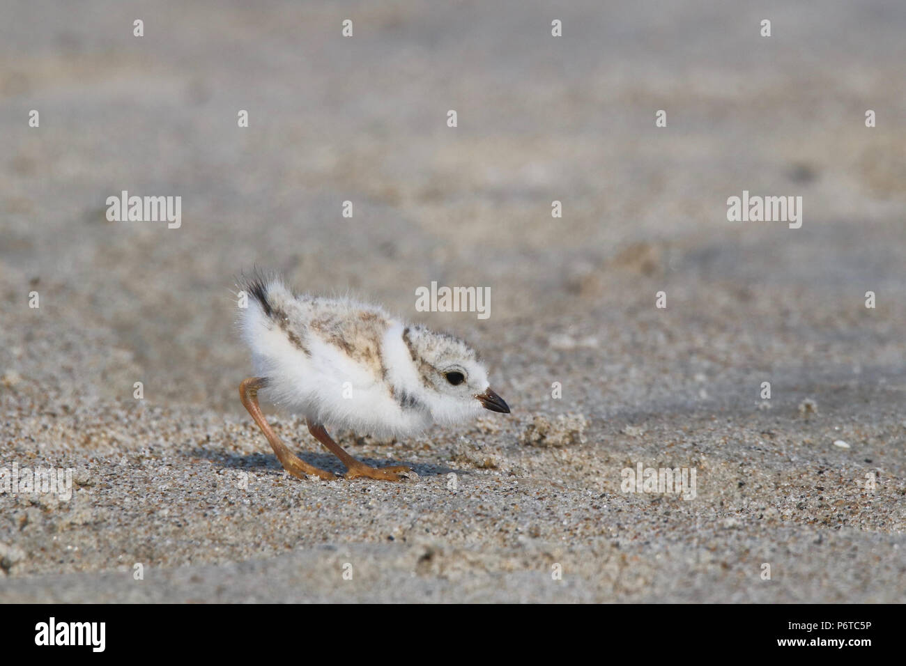 Piping plover chick hi-res stock photography and images - Alamy