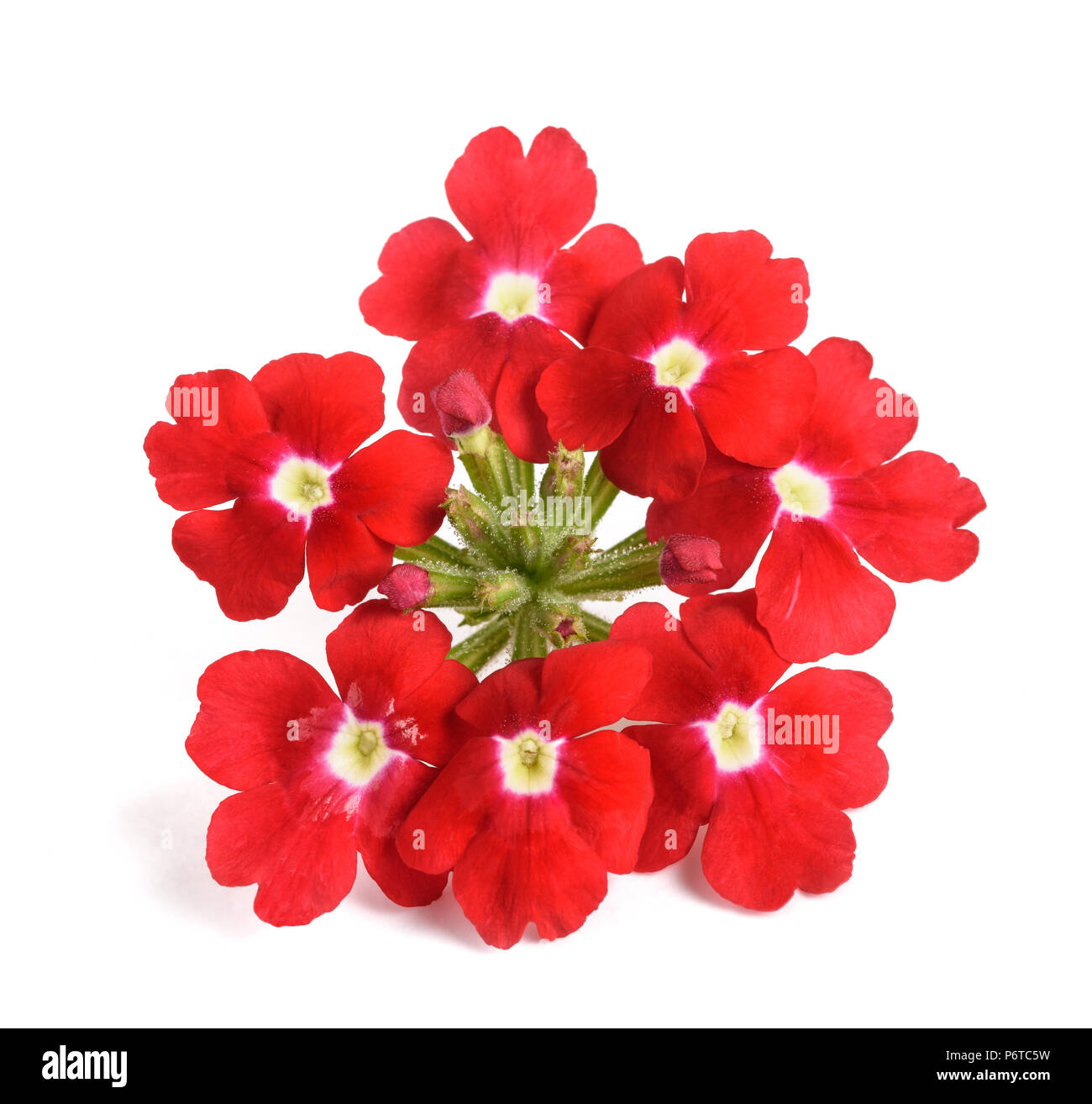 Superbena royale red hi-res stock photography and images - Alamy