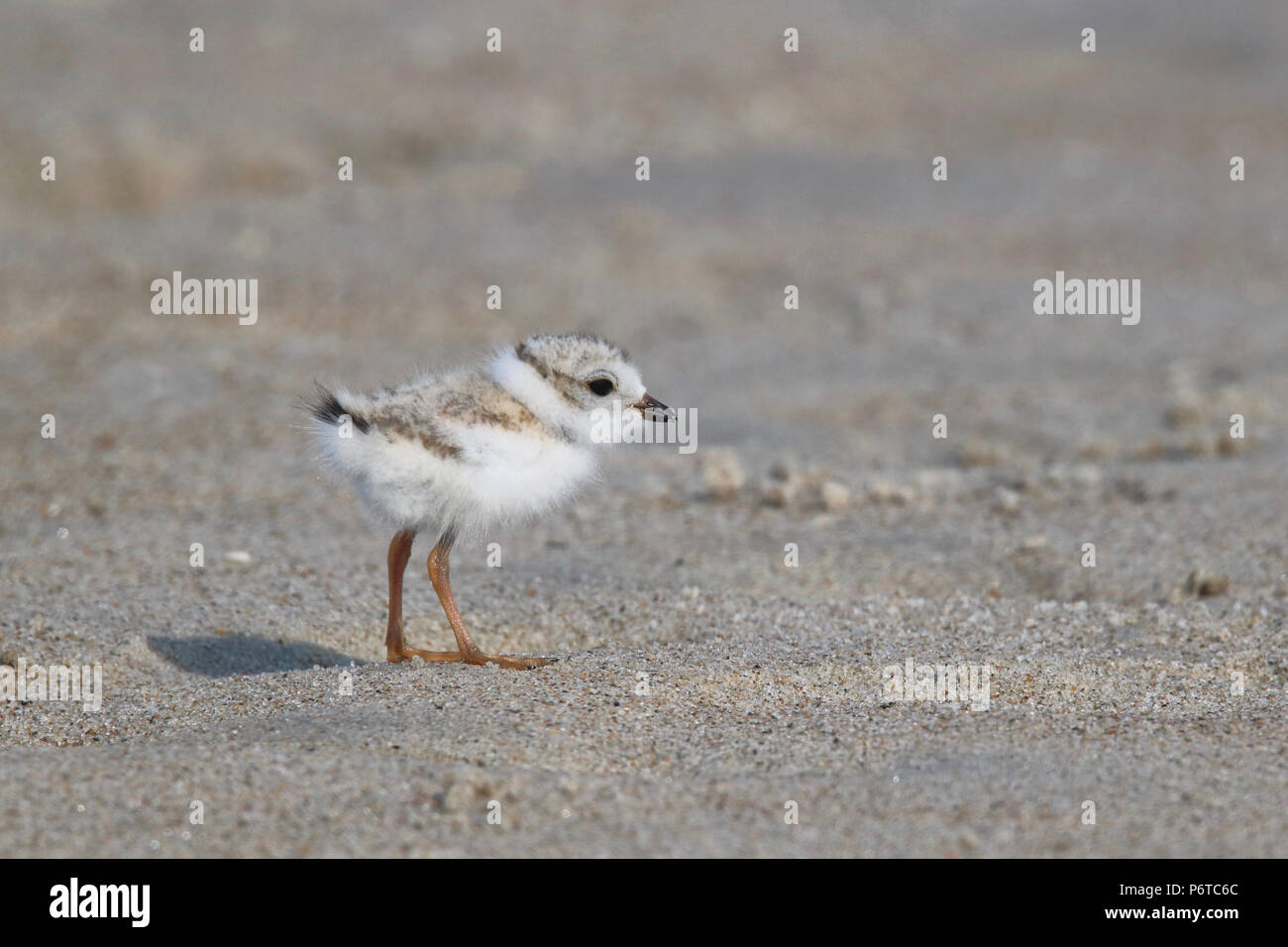 Baby plover hi-res stock photography and images - Alamy